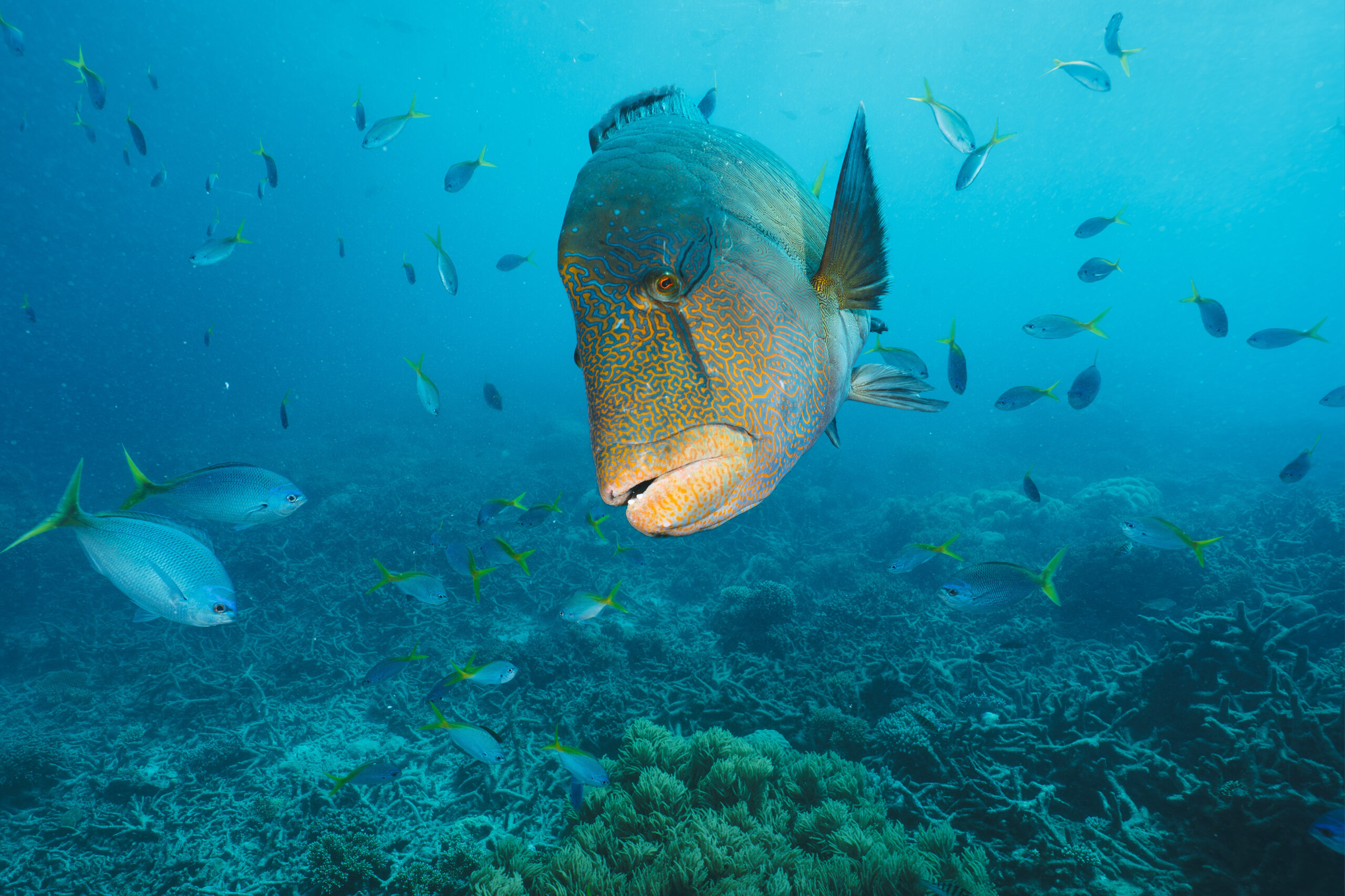 Komodo Diving: Liveaboards, Manta Rays & Dragon Islands | Liveaboard ...