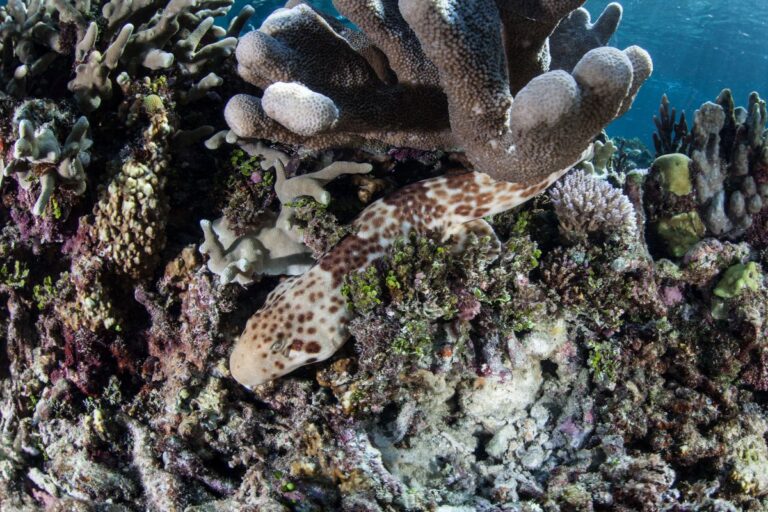 Halmahera Diving: North Maluku's Pristine Reef Paradise | Liveaboard ...