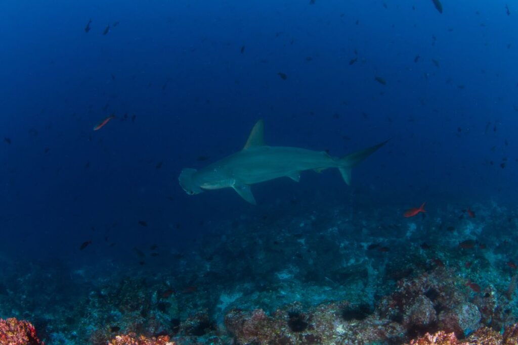 Banda Sea Liveaboards | Hammerhead Crossings & Spice Islands History